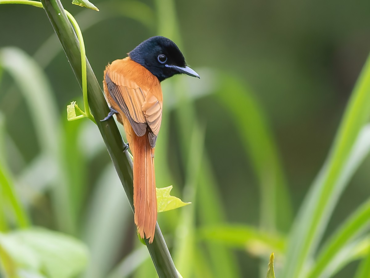Black-headed Paradise-Flycatcher - Terpsiphone rufiventer - Birds of ...
