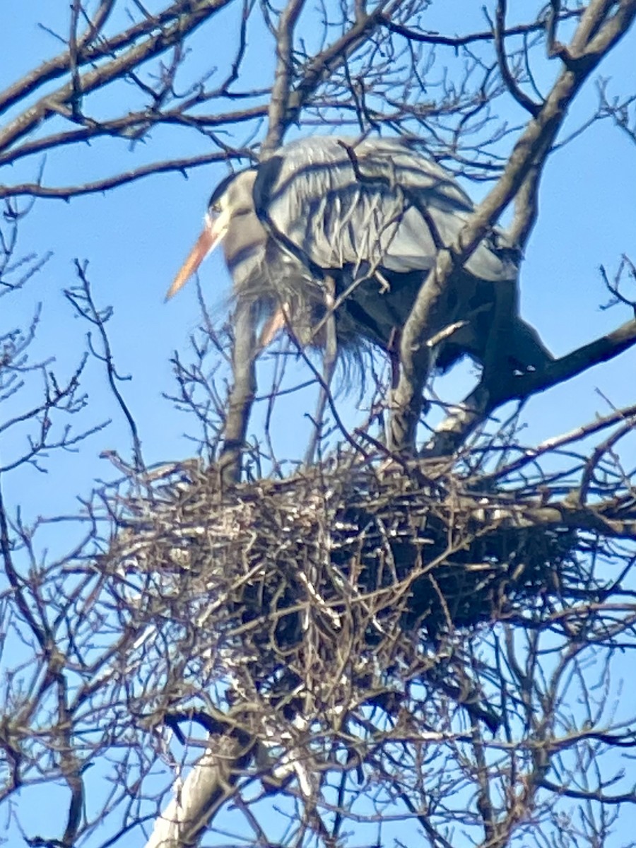 Pennsylvania Bird Atlas Checklist - 5 Feb 2024 - John Heinz NWR--impoundment (Philadelphia Co ...