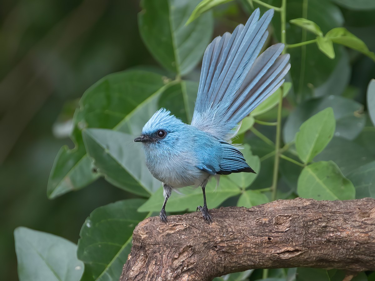 African Blue Flycatcher - Elminia longicauda - Birds of the World