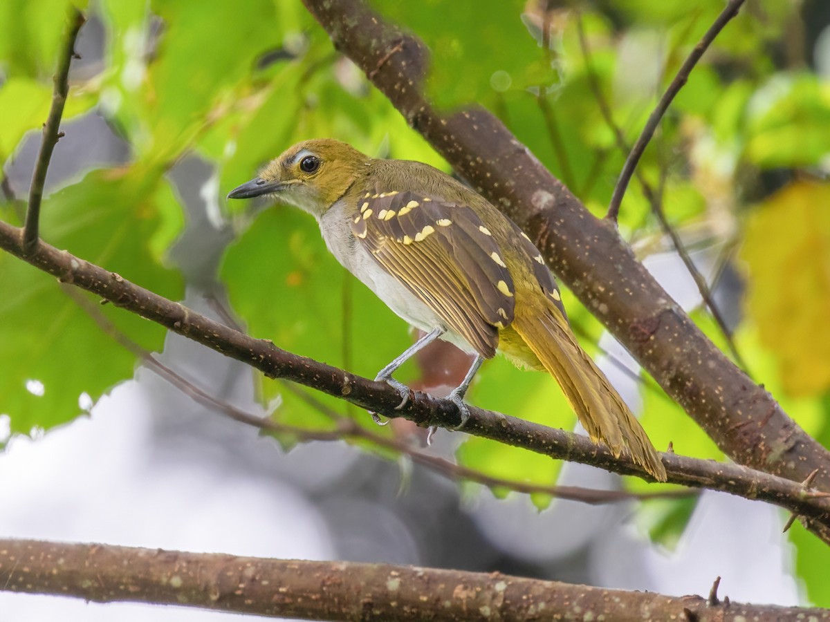 Western Nicator - Nicator chloris - Birds of the World