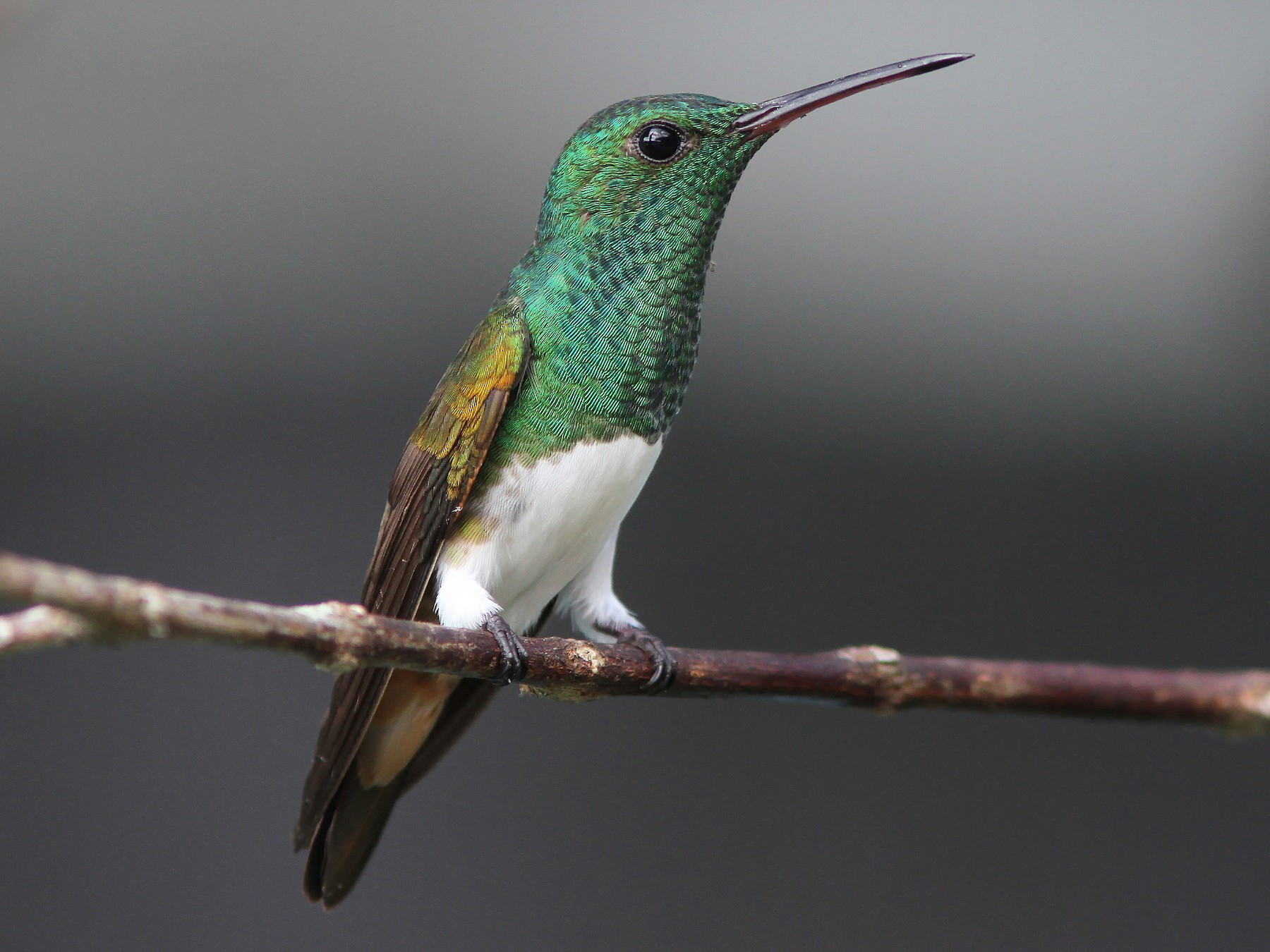 Snowy-bellied Hummingbird - eBird