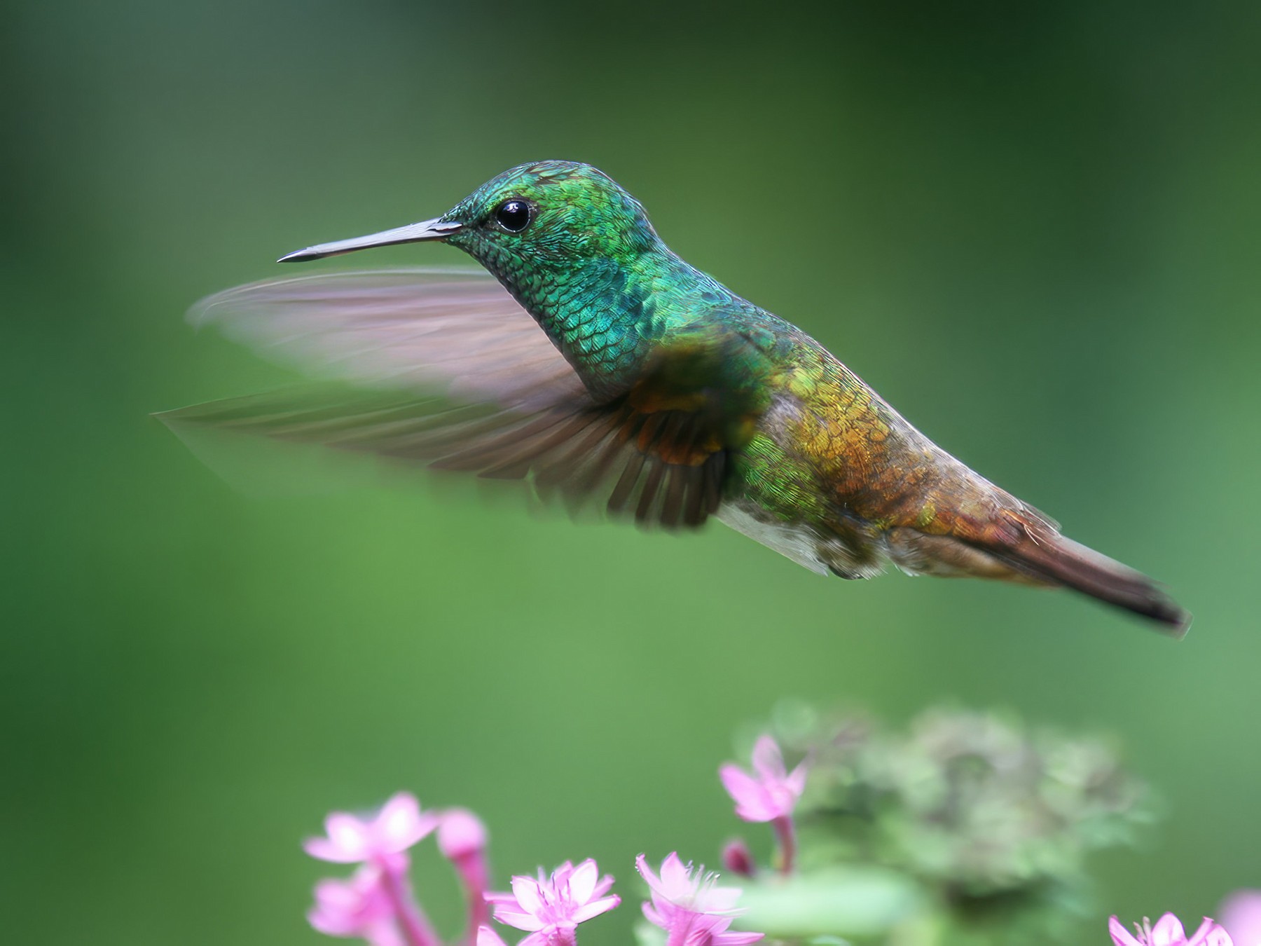 Snowy-bellied Hummingbird - eBird