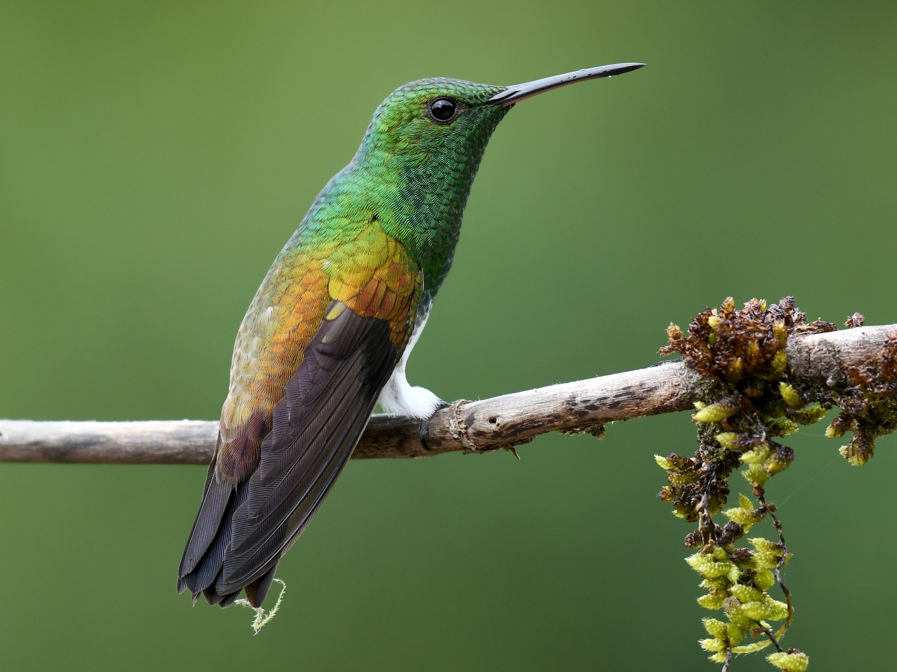 Snowy-bellied Hummingbird - eBird