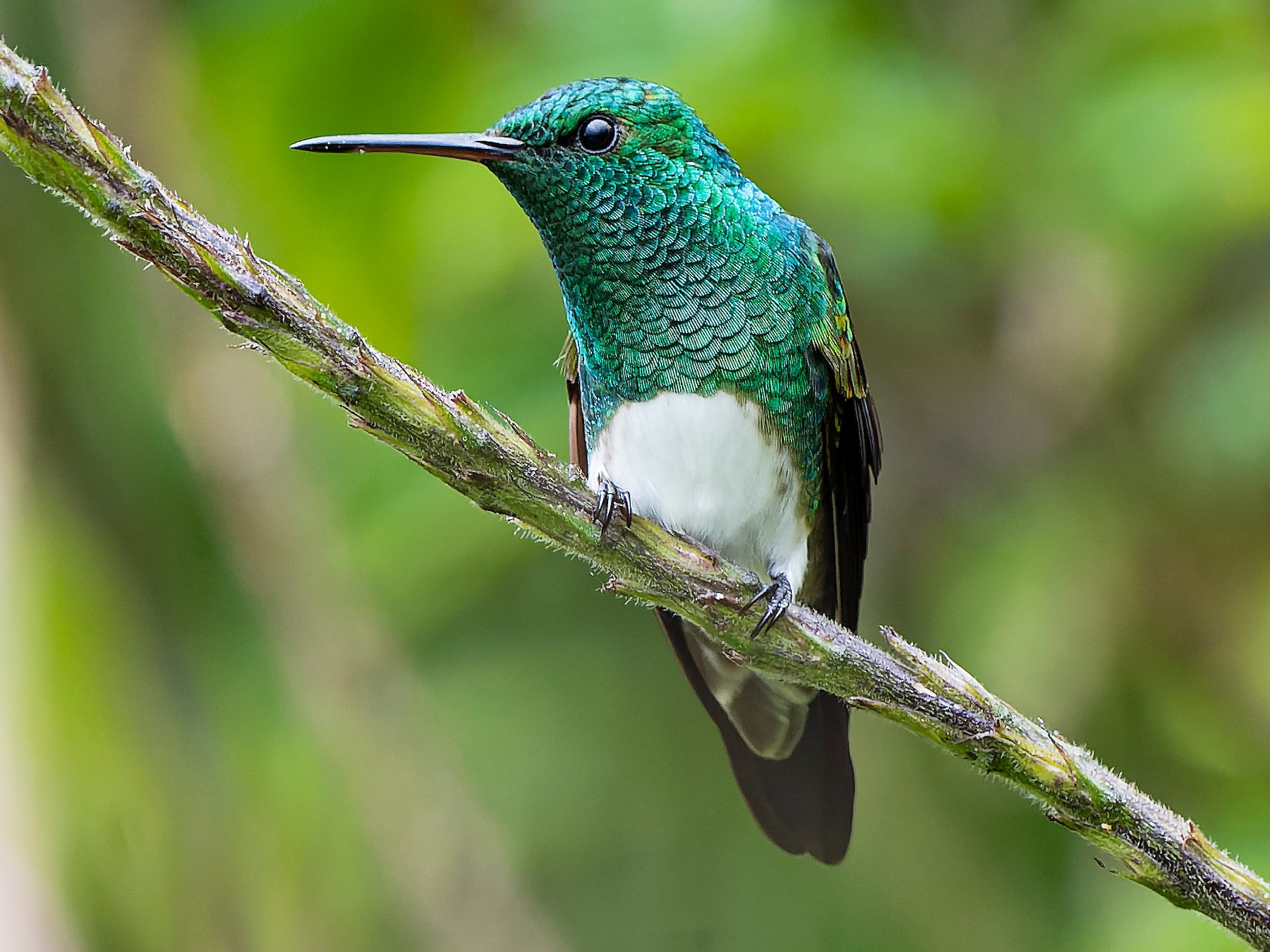 Snowy-bellied Hummingbird - eBird