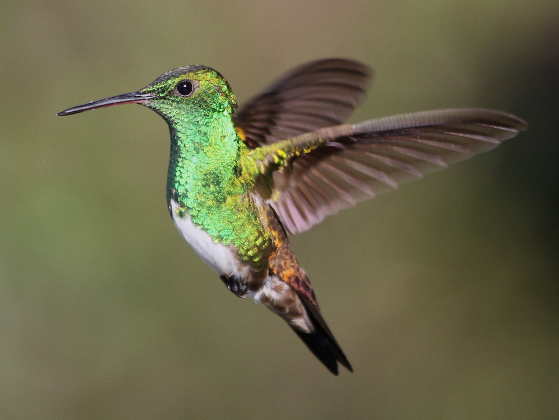 Snowy-bellied Hummingbird - eBird