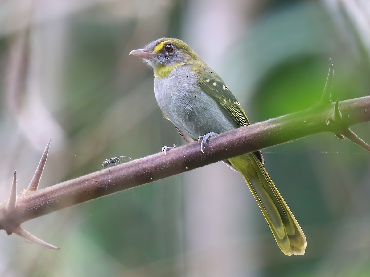 Yellow-throated Nicator - Nicator vireo - Birds of the World