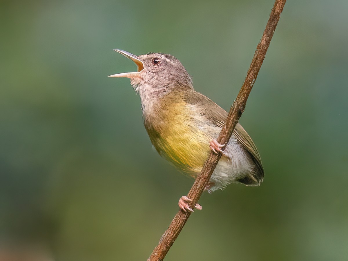Green Crombec - Sylvietta virens - Birds of the World