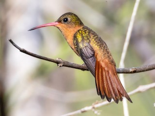 Cinnamon Hummingbird - eBird