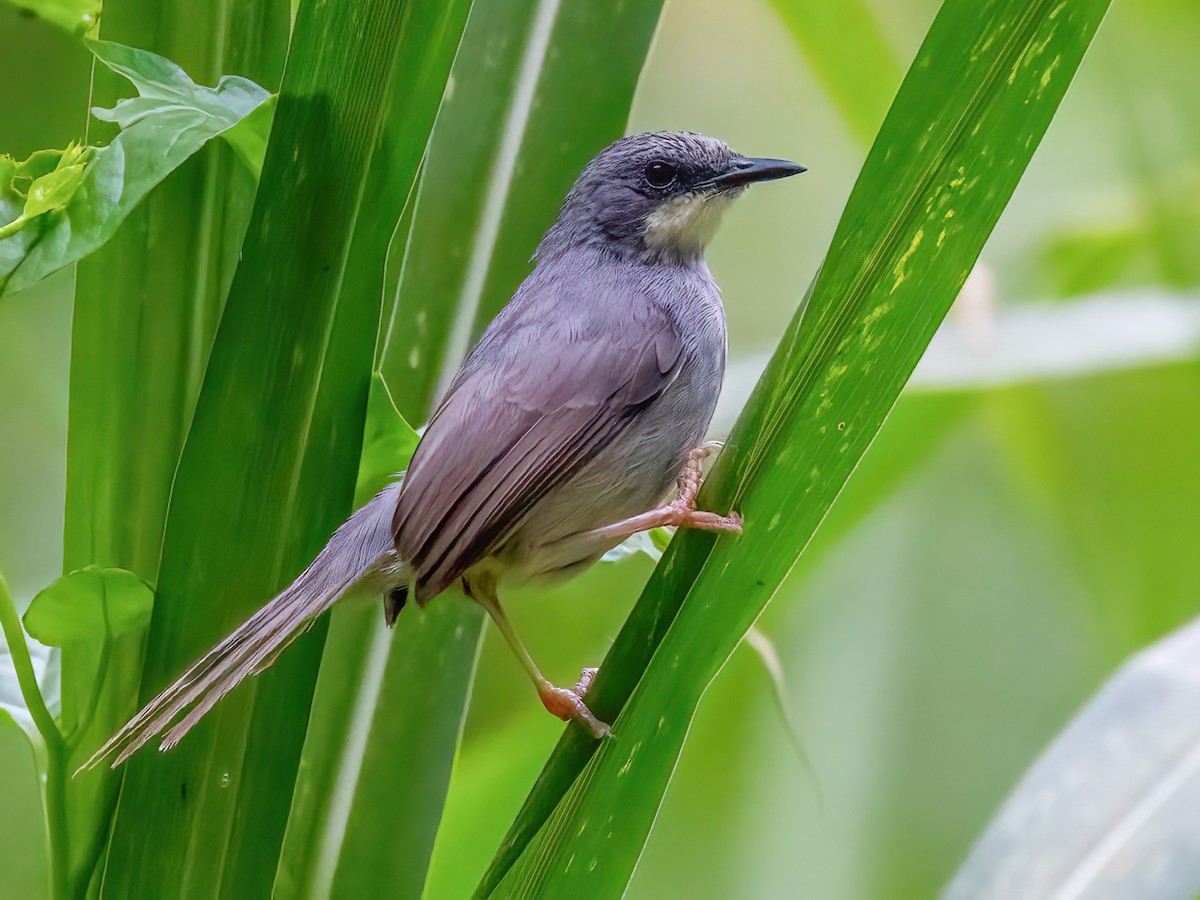 White-chinned Prinia - Schistolais leucopogon - Birds of the World
