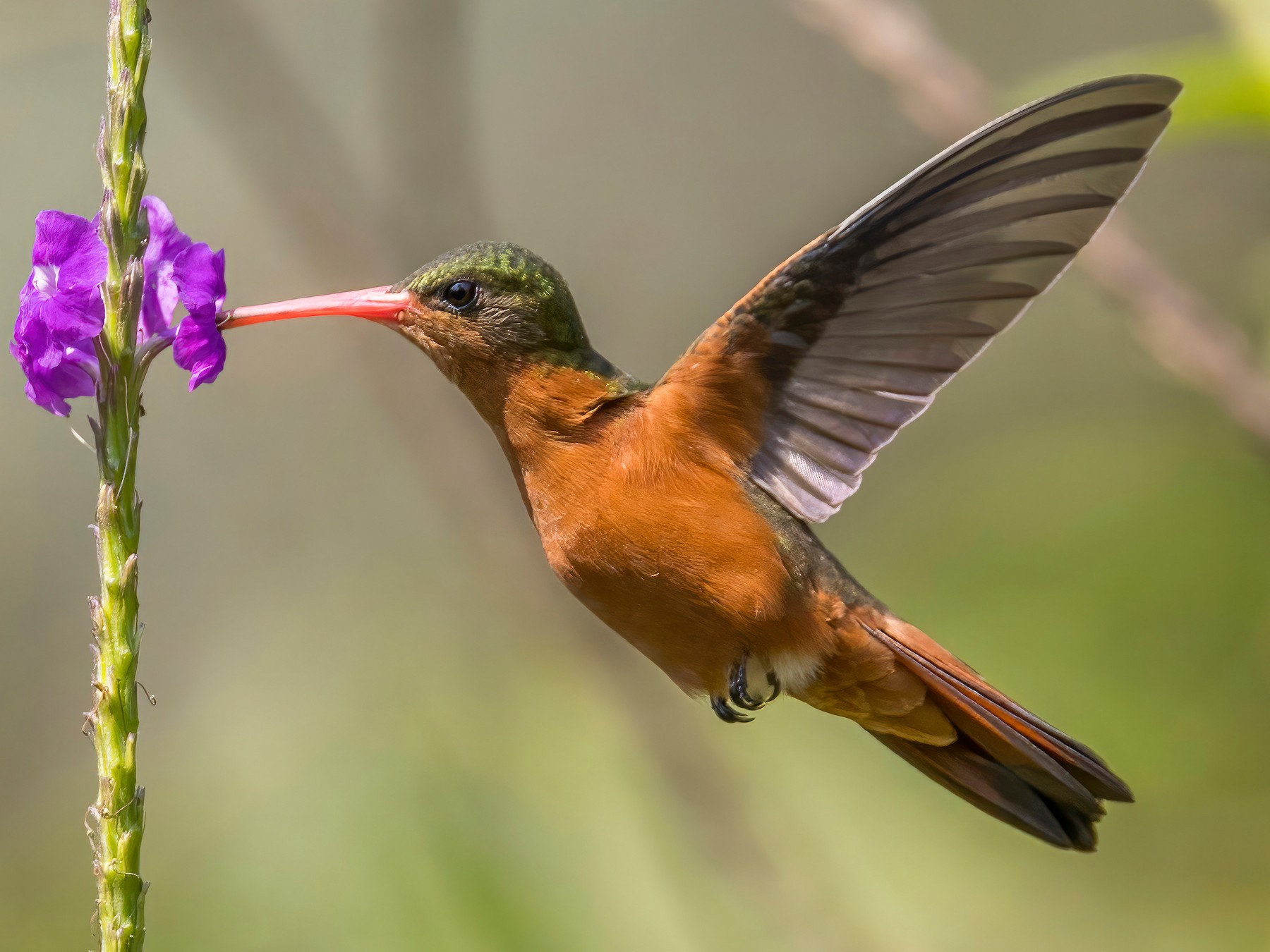 Cinnamon Hummingbird - eBird