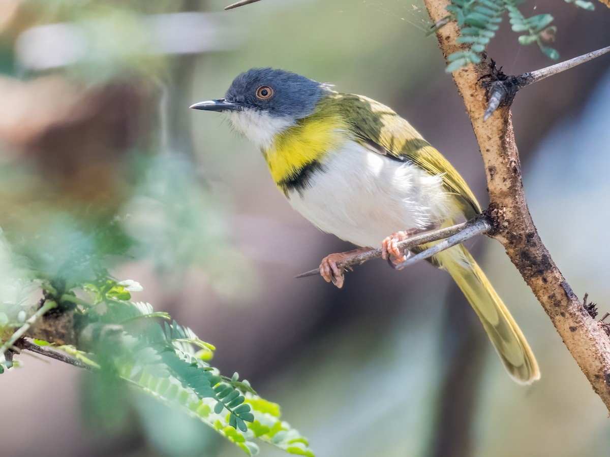 Yellow-breasted Apalis - Apalis flavida - Birds of the World