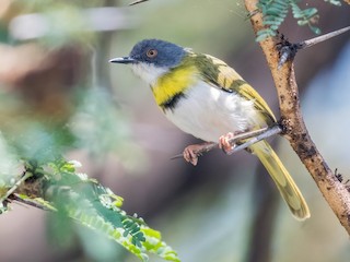 Yellow-breasted Apalis - Apalis flavida - Birds of the World