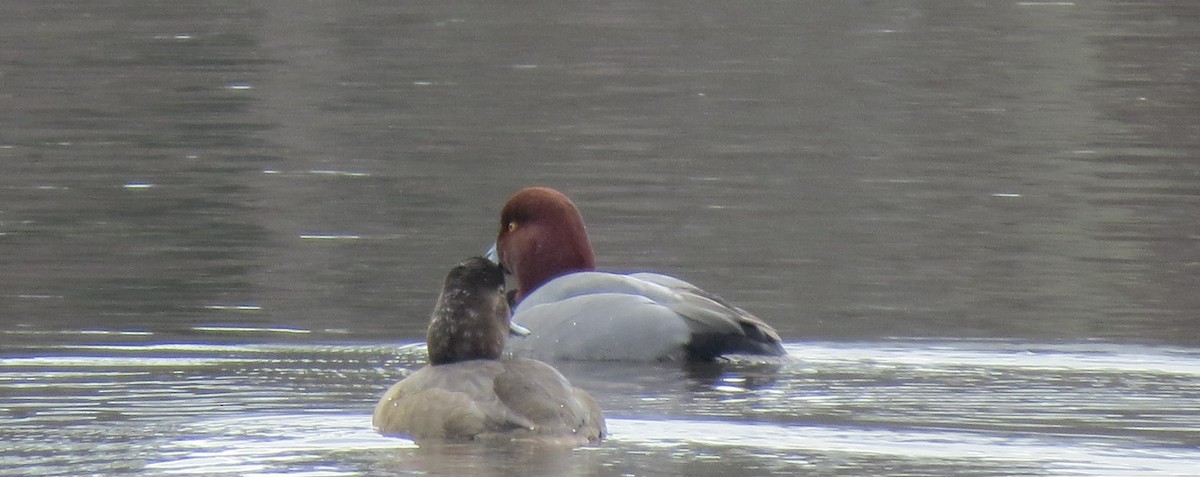eBird Checklist - 2 Feb 2024 - Perry Pond - 7 species