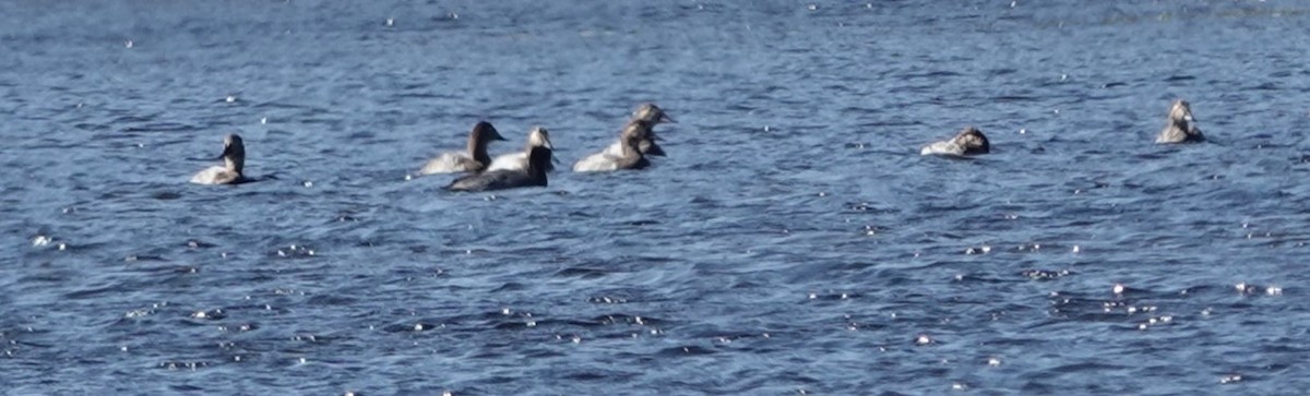 eBird Checklist - 6 Feb 2024 - Hunters Lake - 16 species