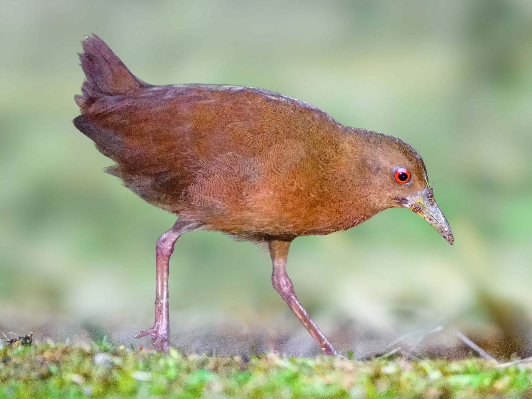 Uniform Crake - eBird