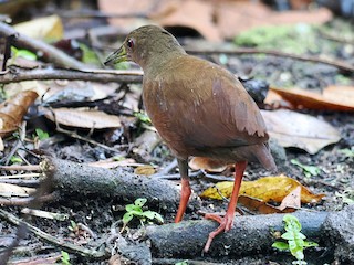 Uniform Crake - eBird