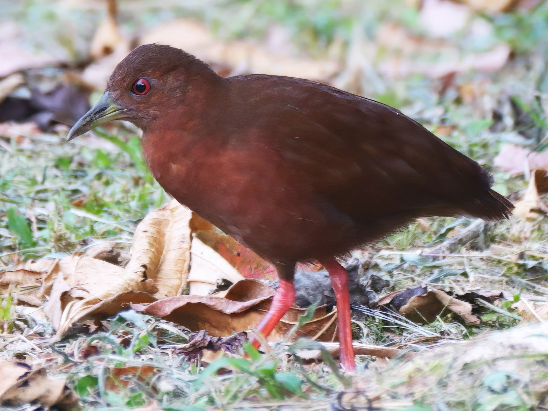 Uniform Crake - eBird