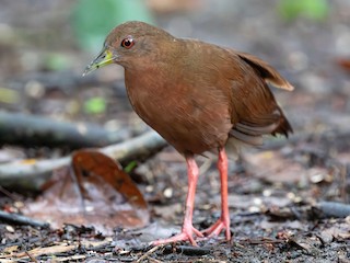 Uniform Crake - eBird