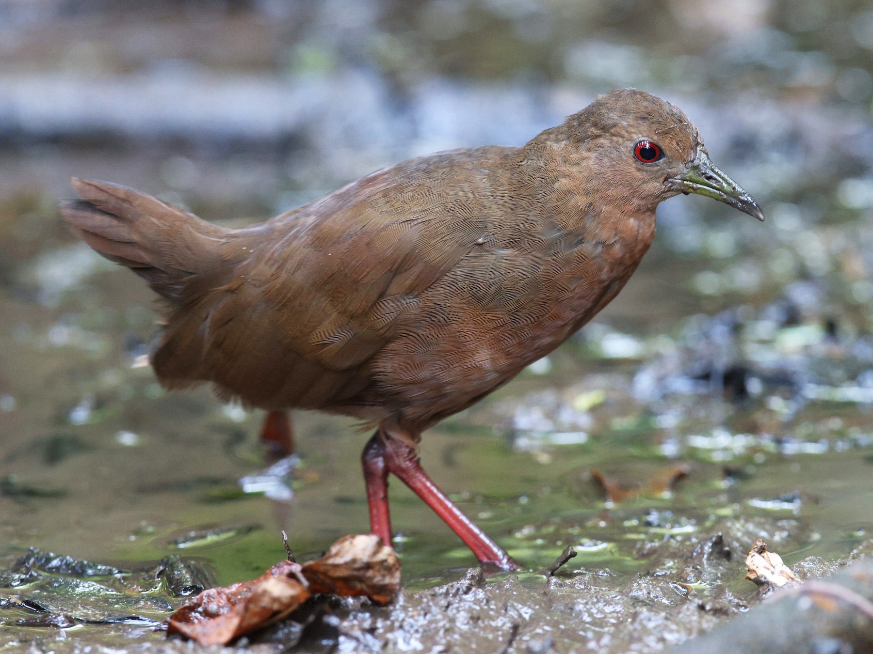 Uniform Crake - eBird