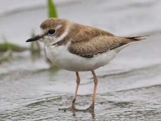 Collared Plover - eBird