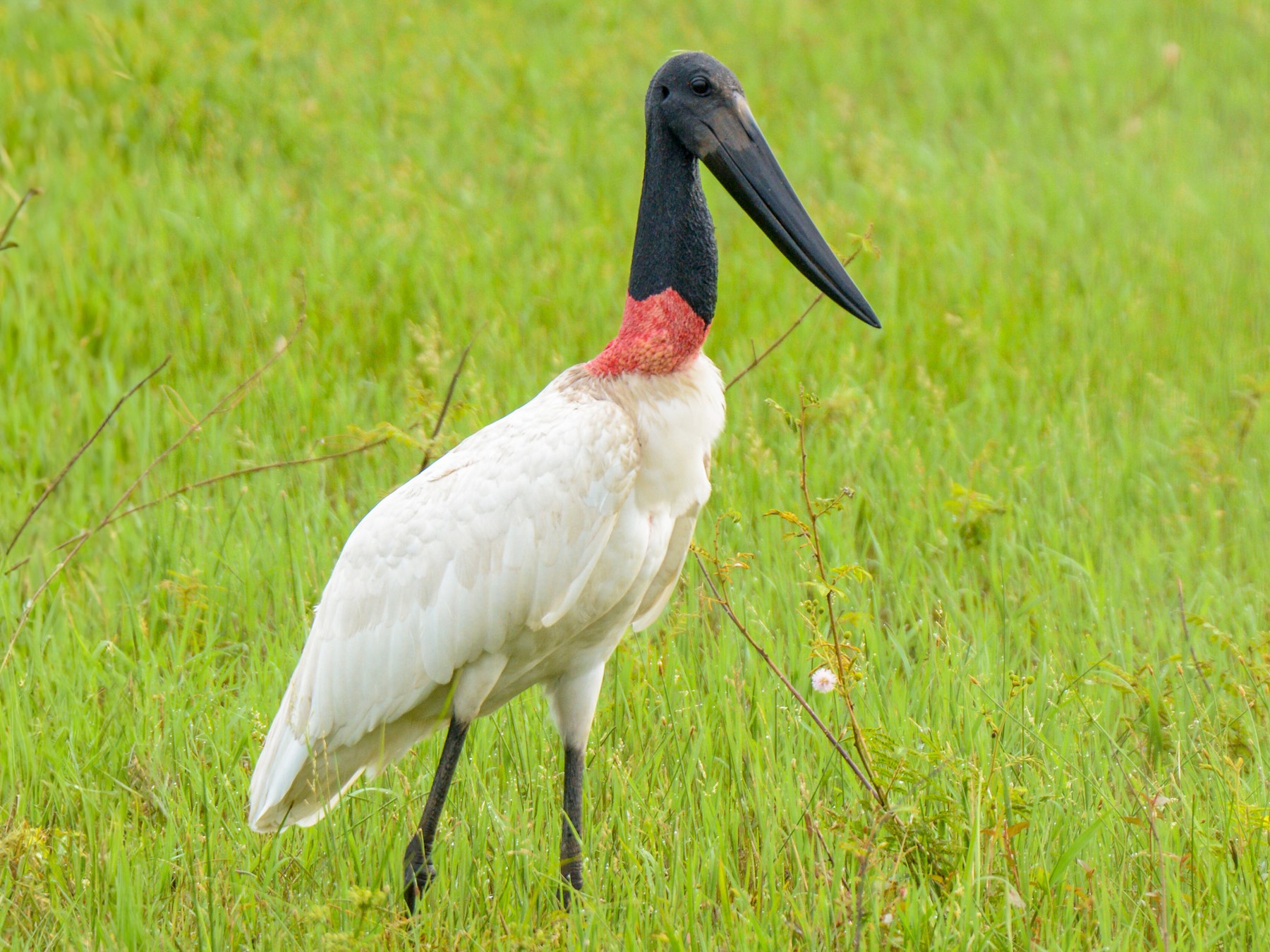 Jabiru - eBird