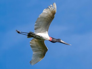 Jabiru - eBird