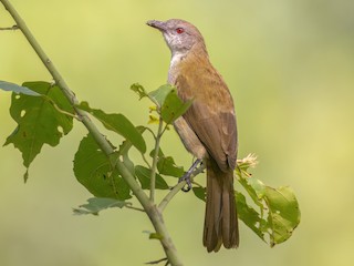 Slender-billed Greenbul - Stelgidillas gracilirostris - Birds of the World