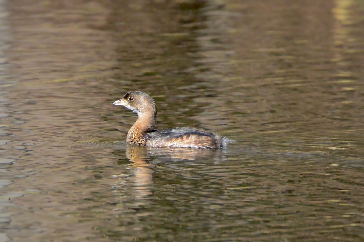 eBird Checklist - 6 Feb 2024 - Providence RECenter - 27 species