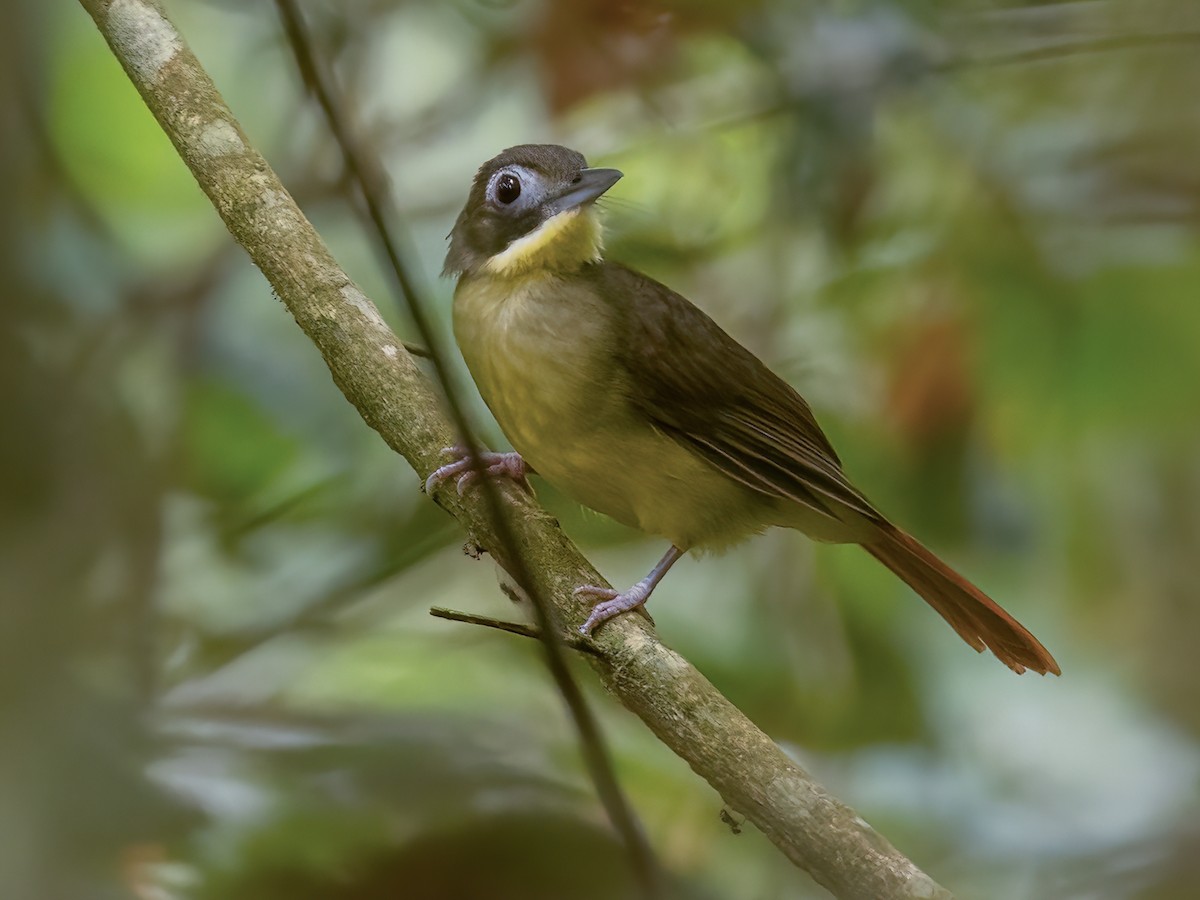 Red-tailed Bristlebill - Bleda syndactylus - Birds of the World