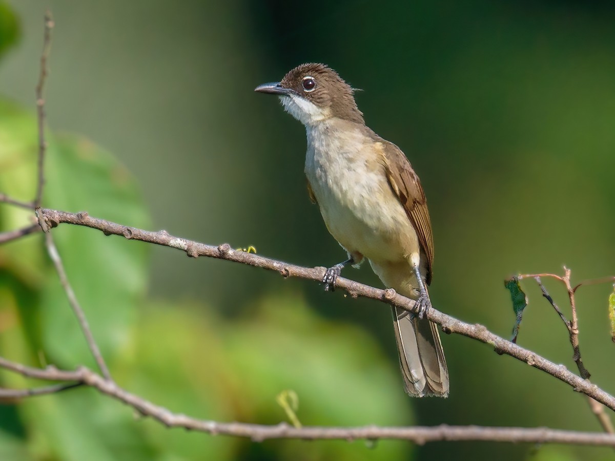 Simple Greenbul - Chlorocichla simplex - Birds of the World
