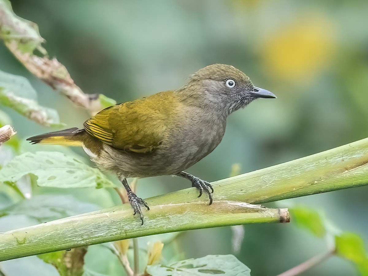 Honeyguide Greenbul - Baeopogon indicator - Birds of the World