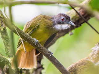 Red-tailed Greenbul - Criniger calurus - Birds of the World
