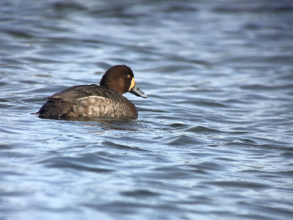eBird Checklist - 22 Feb 2019 - Rhyl Brickfield Ponds - 24 species eBird Checklist - 22 Feb 2019 - Rhyl Brickfield Ponds - 24 species