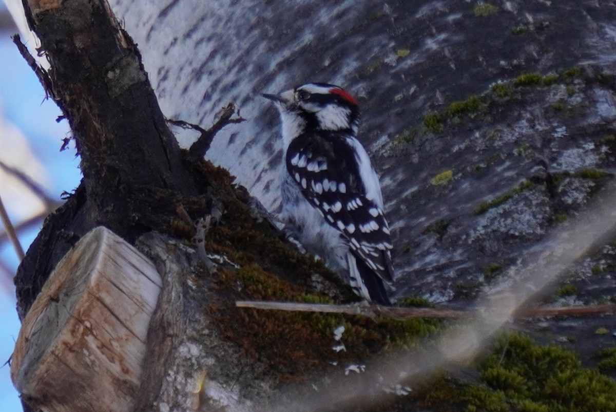 eBird Checklist - 6 Feb 2024 - Elm Brook Recreation Area, Hopkinton ...