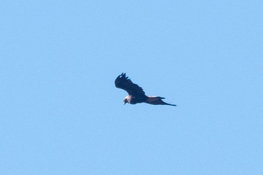 eBird Checklist - 6 Feb 2024 - Golden Eagle stakeout - FS536 - 34 species (+2 other taxa)