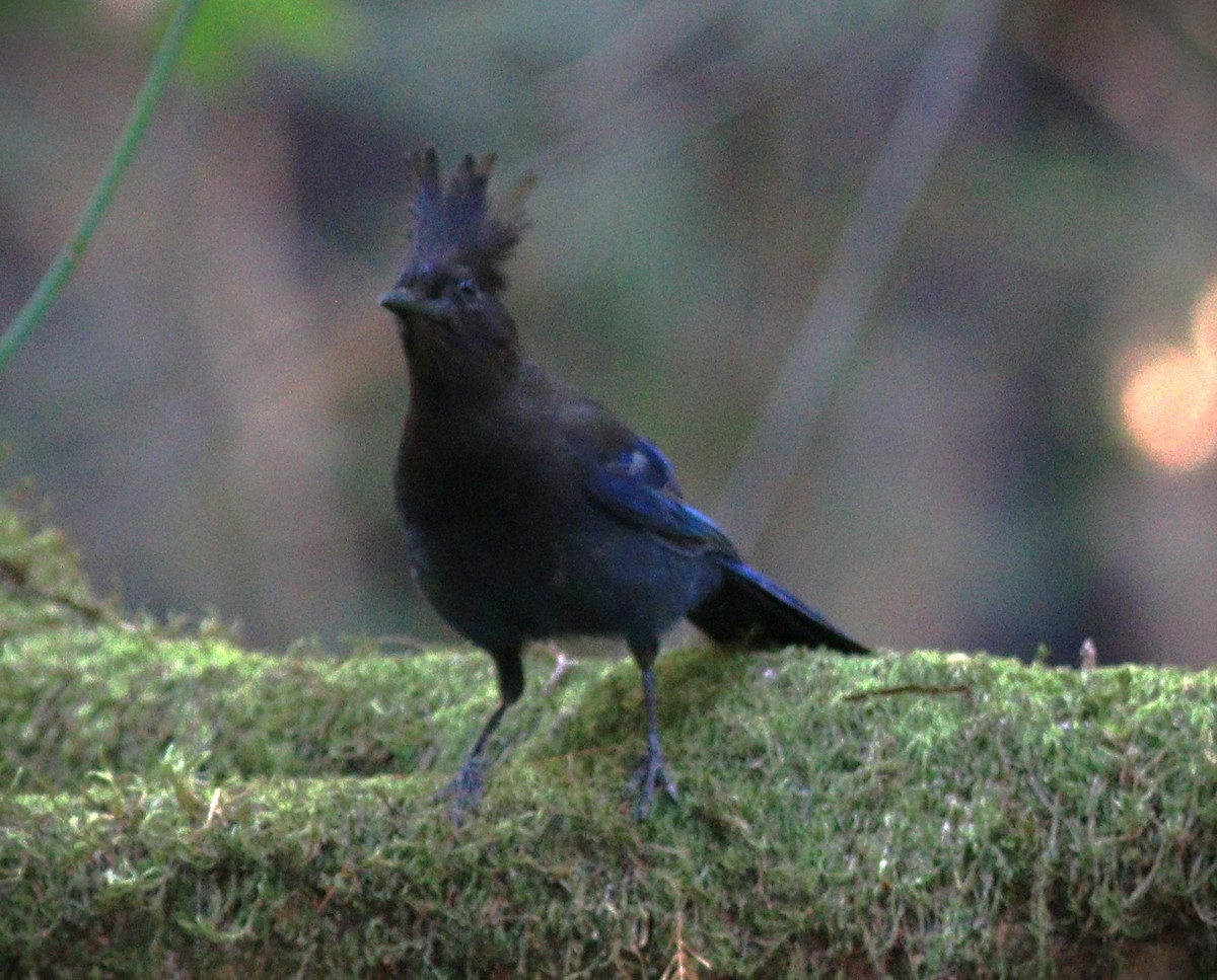eBird Checklist - 27 Aug 2023 - Henry Cowell Redwoods SP--Redwood Grove Trail - 9 species