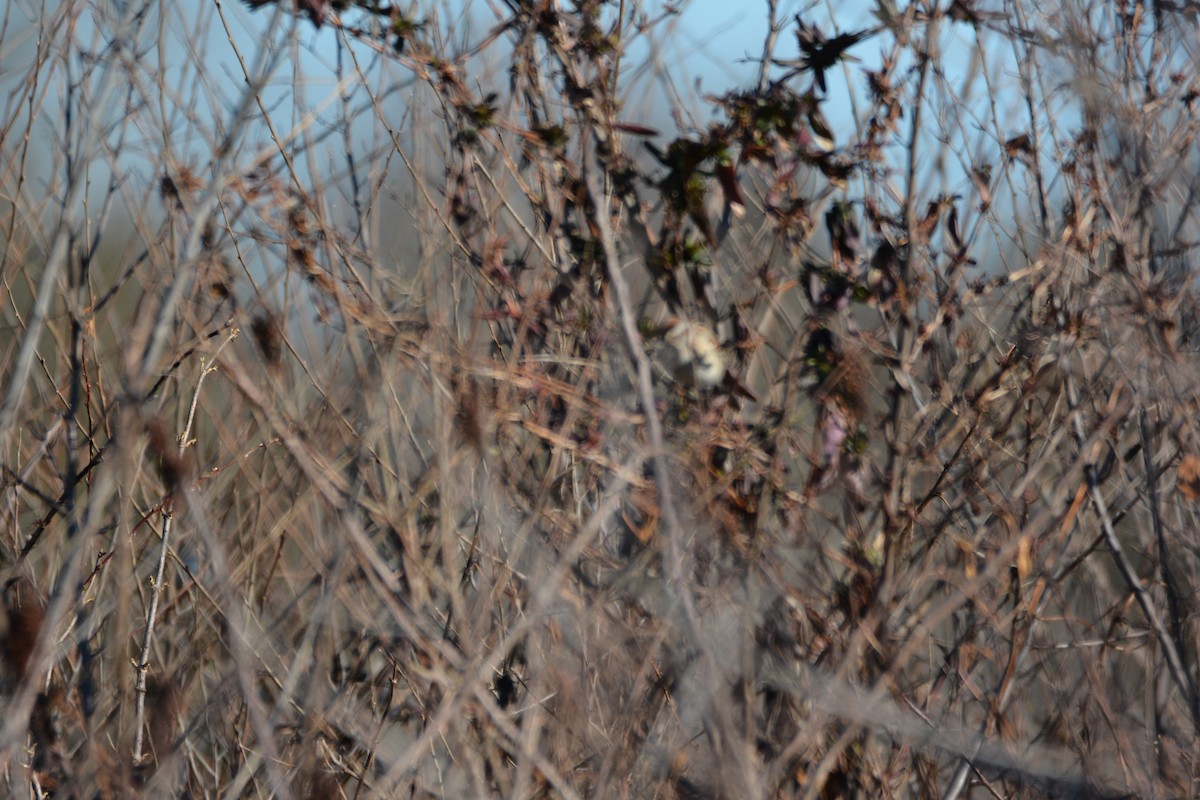 eBird Checklist - 6 Feb 2024 - Sully Woodlands - 22 species