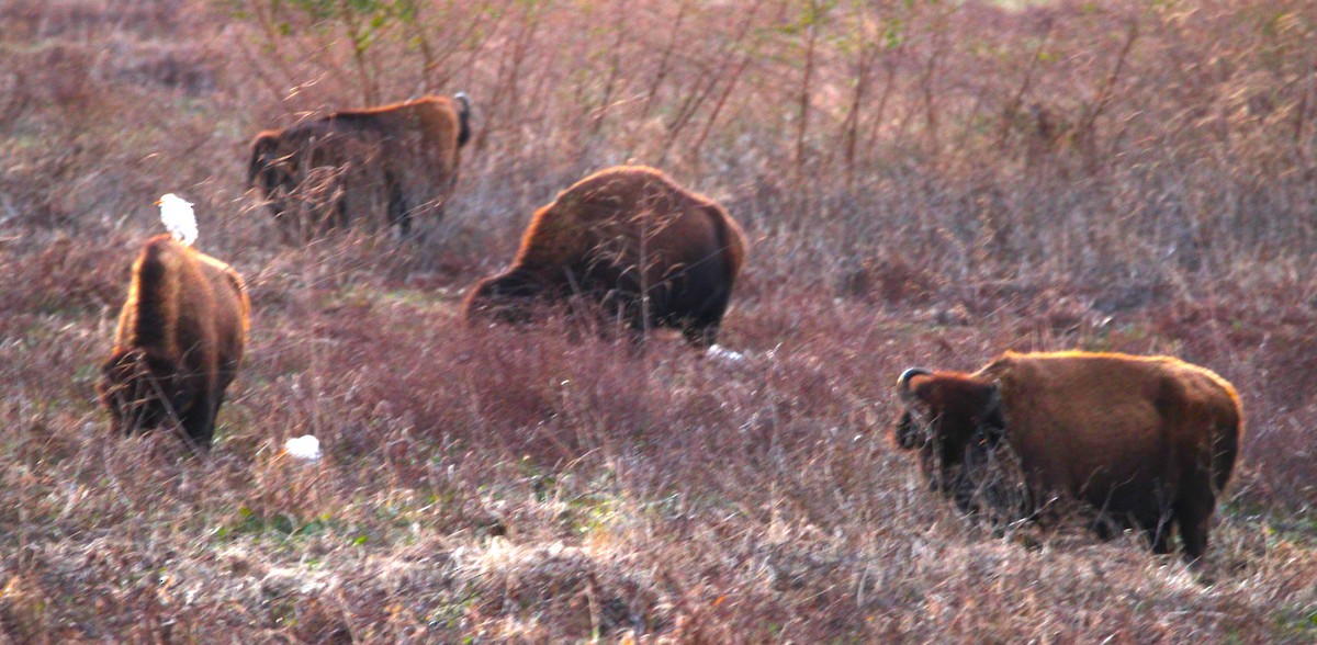 eBird Checklist - 6 Feb 2024 - Paynes Prairie Preserve SP--Bolen Bluff ...