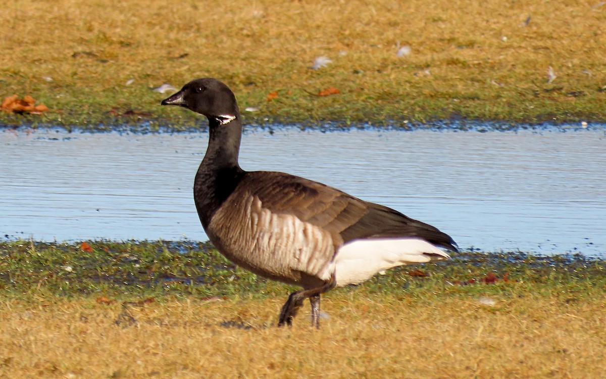 eBird Checklist - 5 Feb 2024 - Colt State Park - 8 species