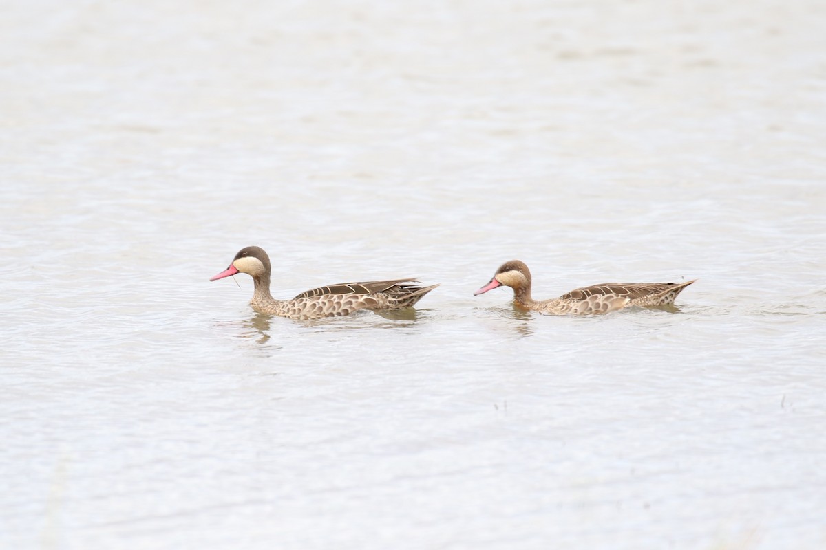 eBird Checklist - 30 Apr 2023 - Singida (Lake Kindai) - 20 species