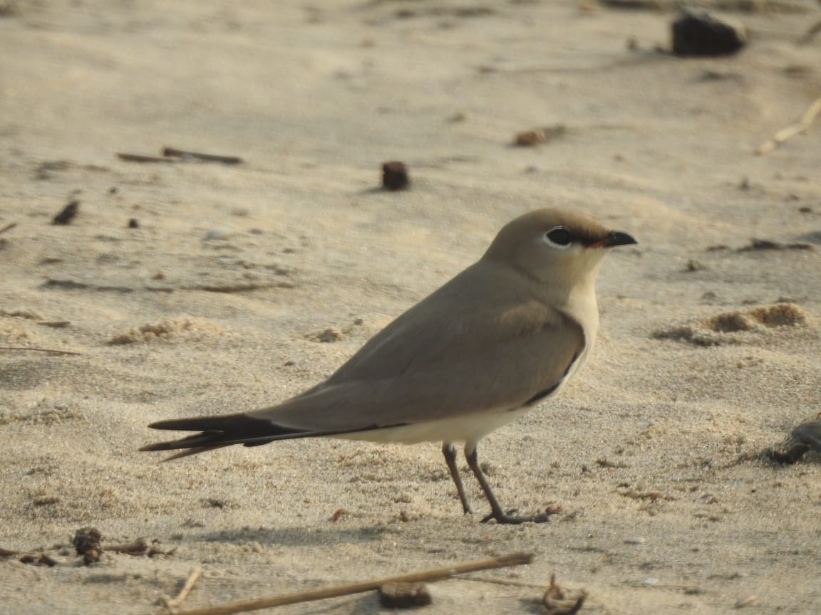 eBird India Checklist - 3 Feb 2024 - Chithari Estuary - 45 species (+5 ...