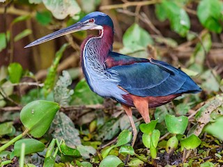 Agami Heron - eBird