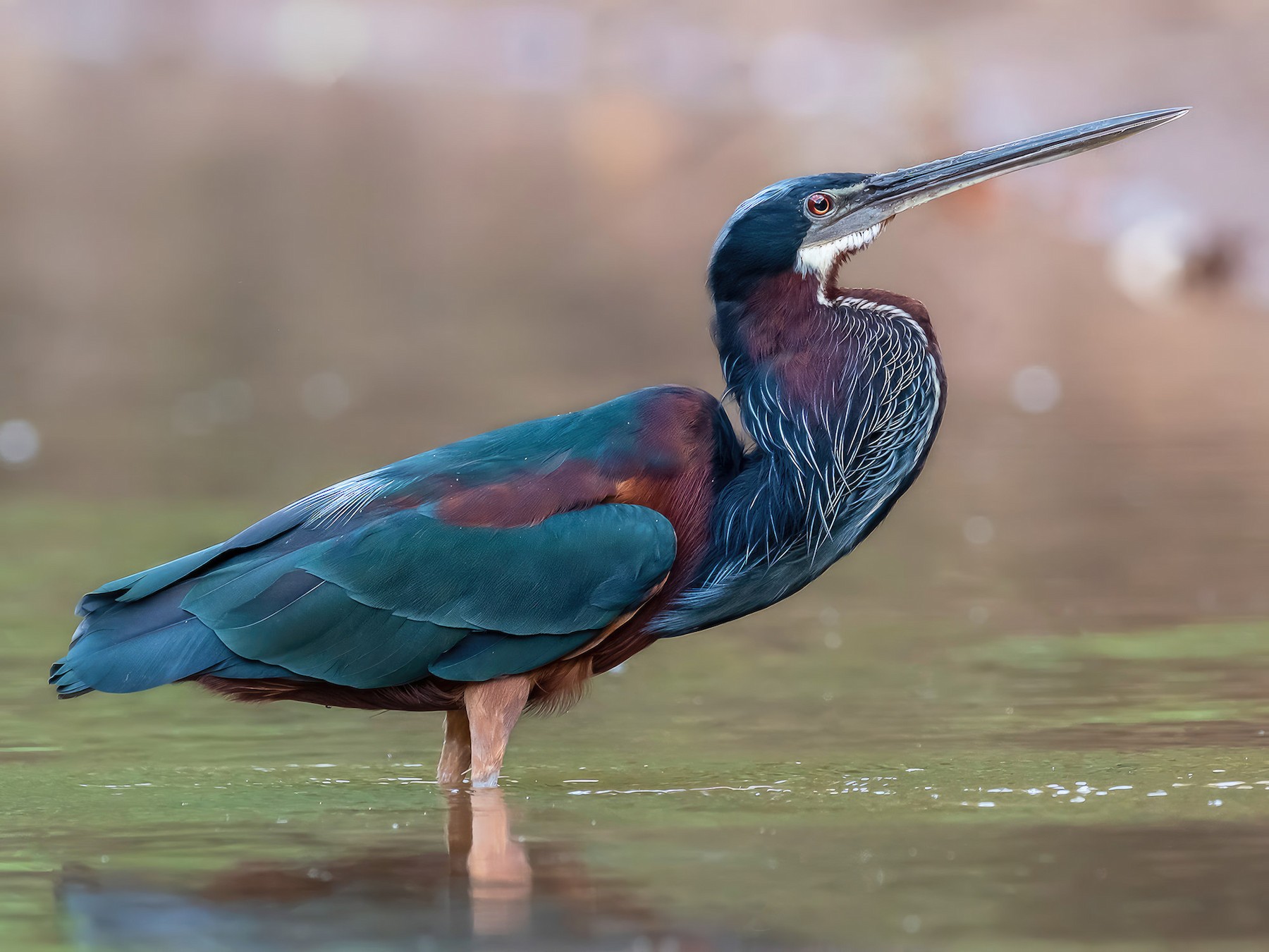 Agami Heron - eBird