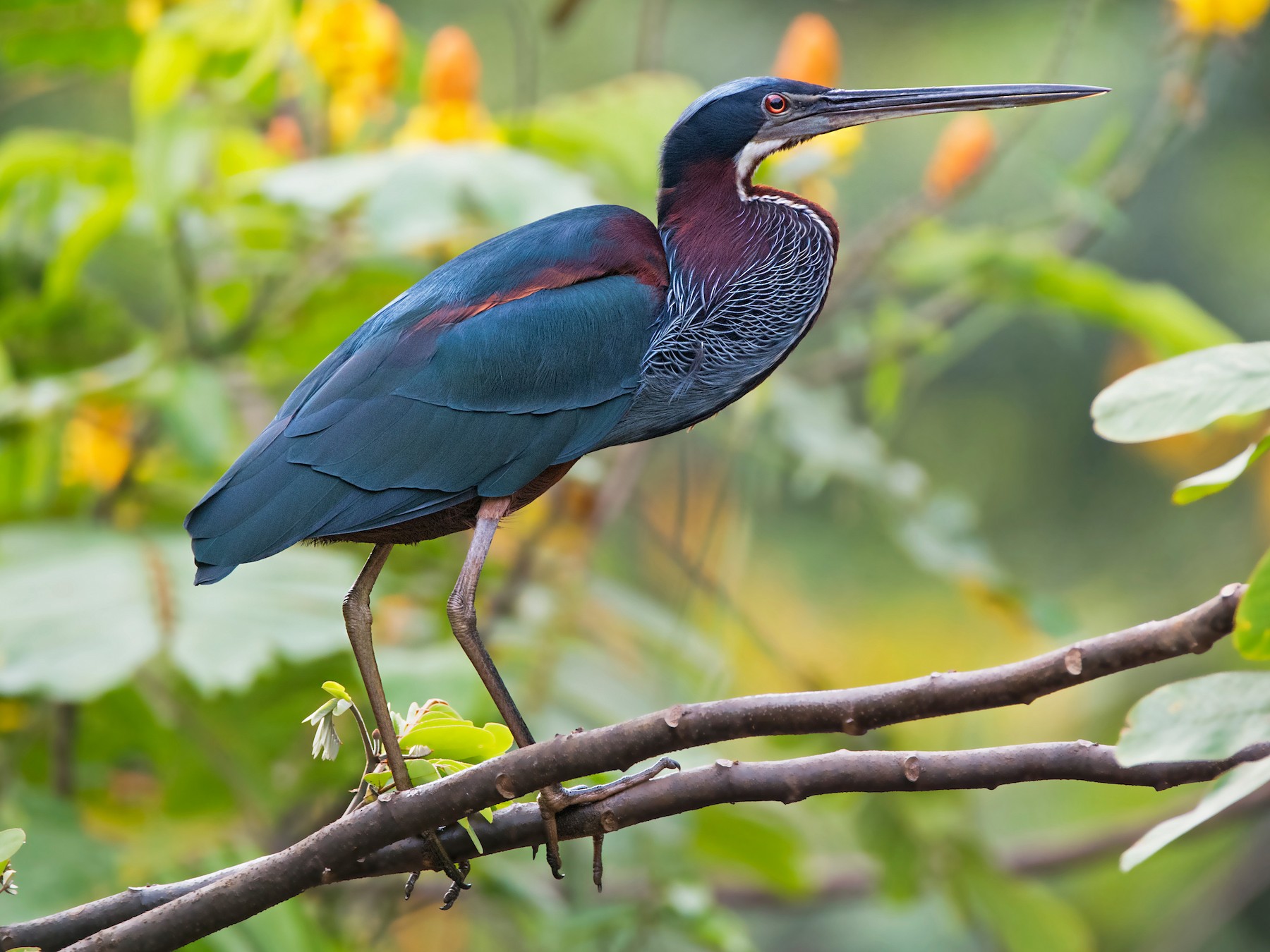 Agami Heron - eBird