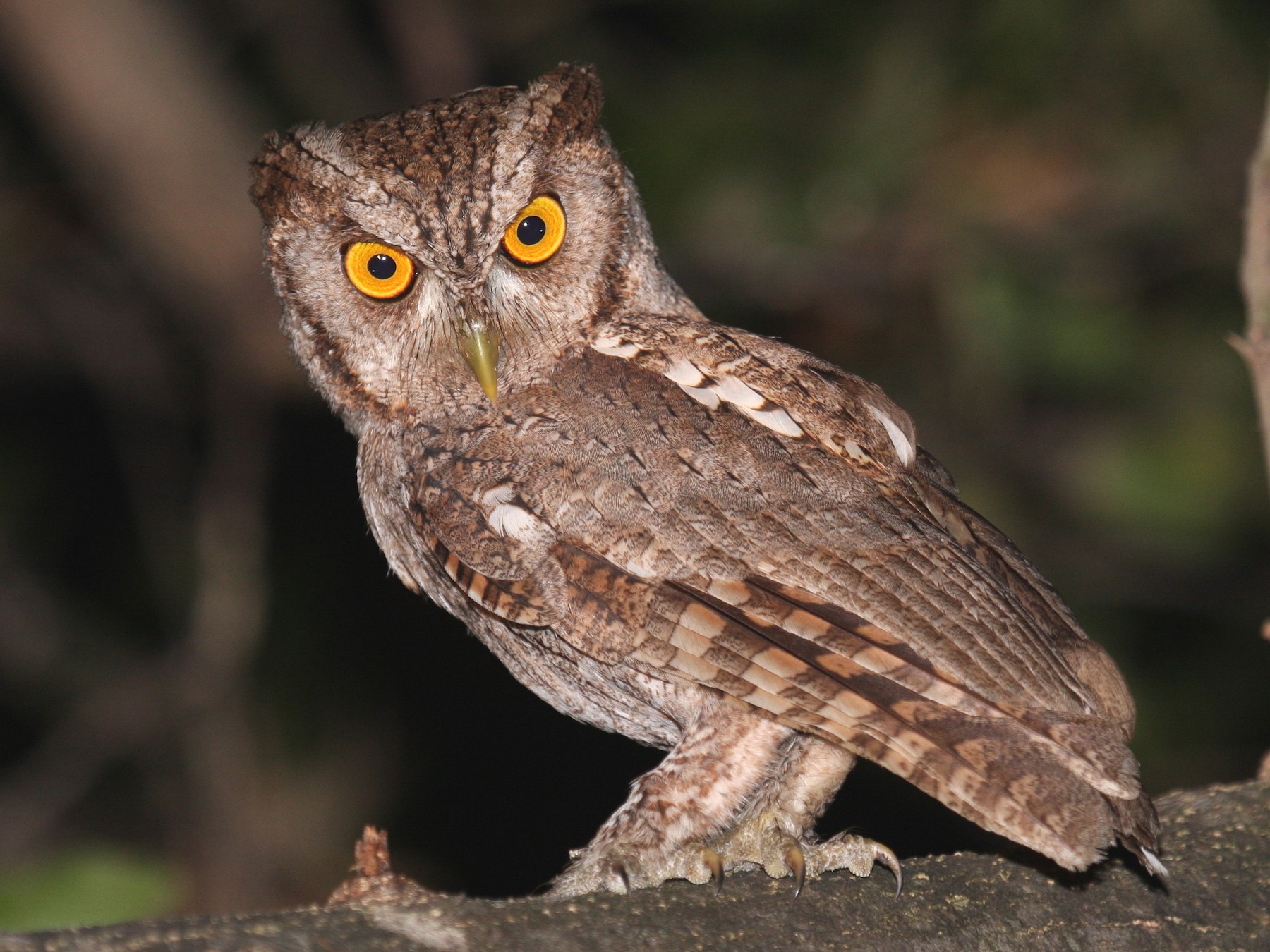 Pacific Screech-Owl - eBird