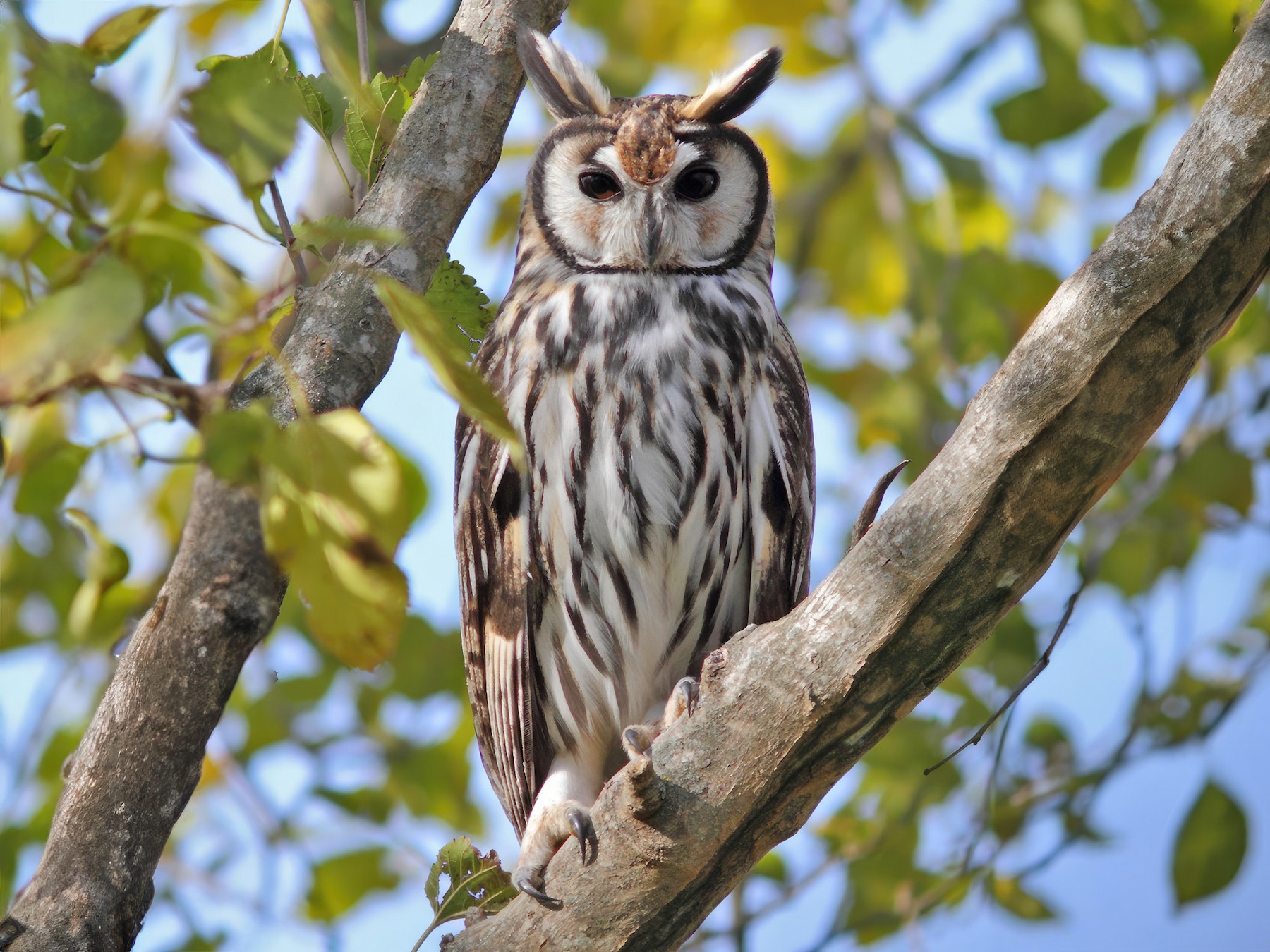 Striped Owl - eBird