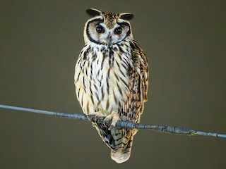 Striped Owl - eBird