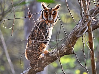 Striped Owl - eBird
