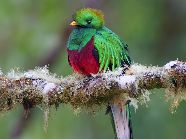 Male Quetzal Bird