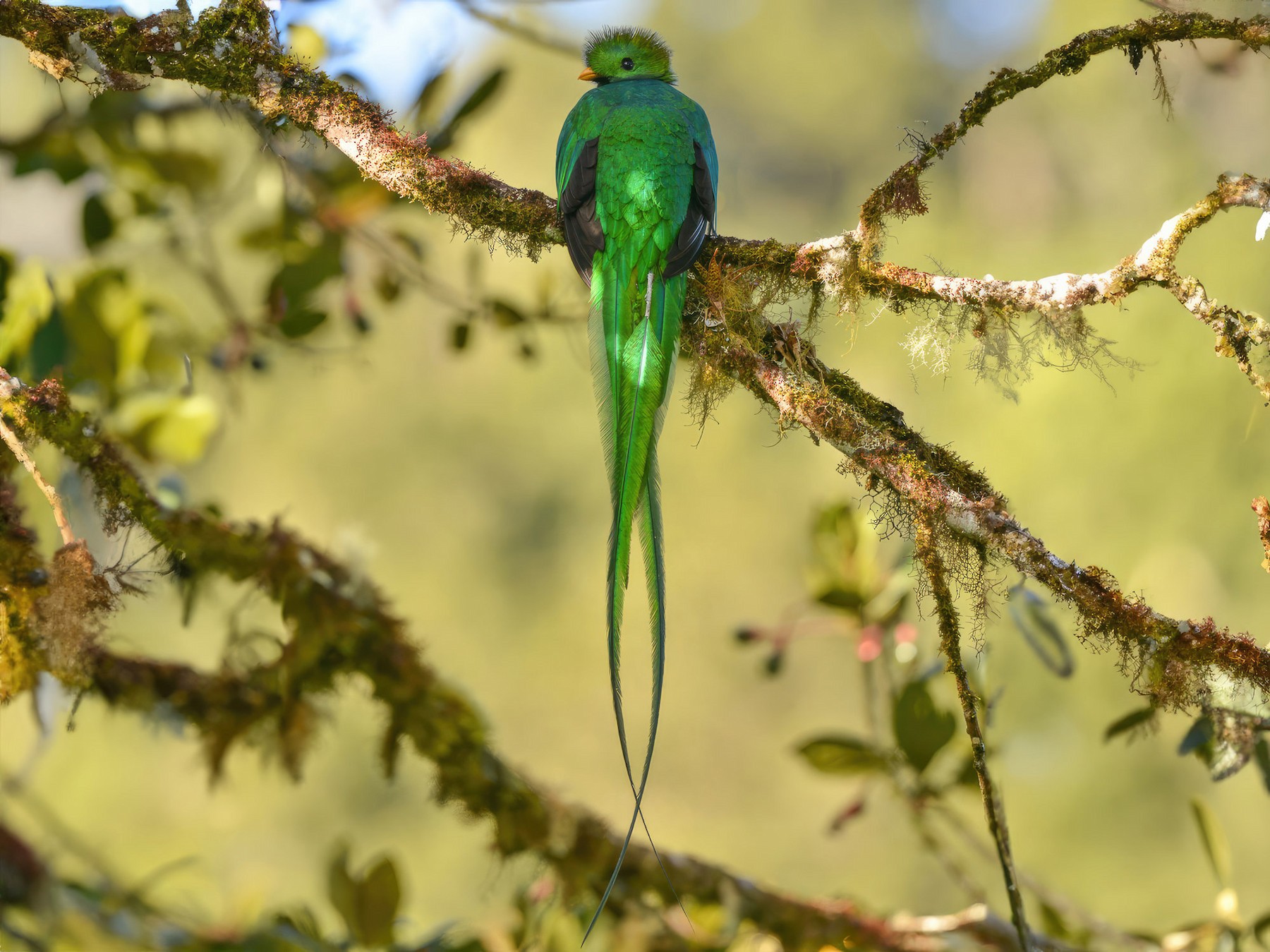 Resplendent Quetzal - eBird